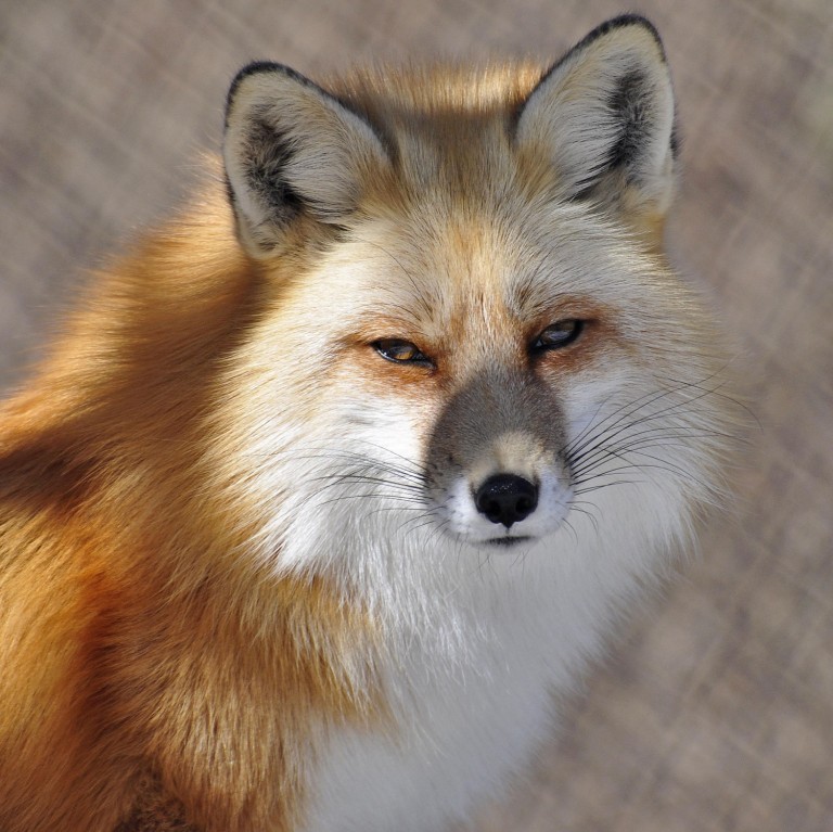 Fox Folk – Fox Folk