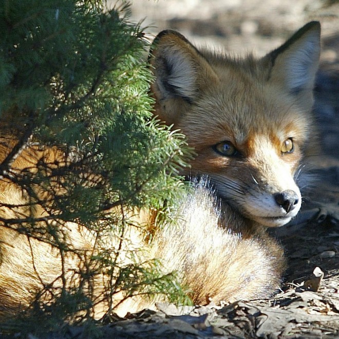 Fox Folk – Fox Folk